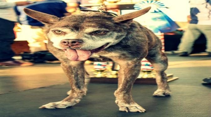 Anjing Bungkuk Mirip Hyena Raih Penghargaan Dunia - Global Liputan6.com